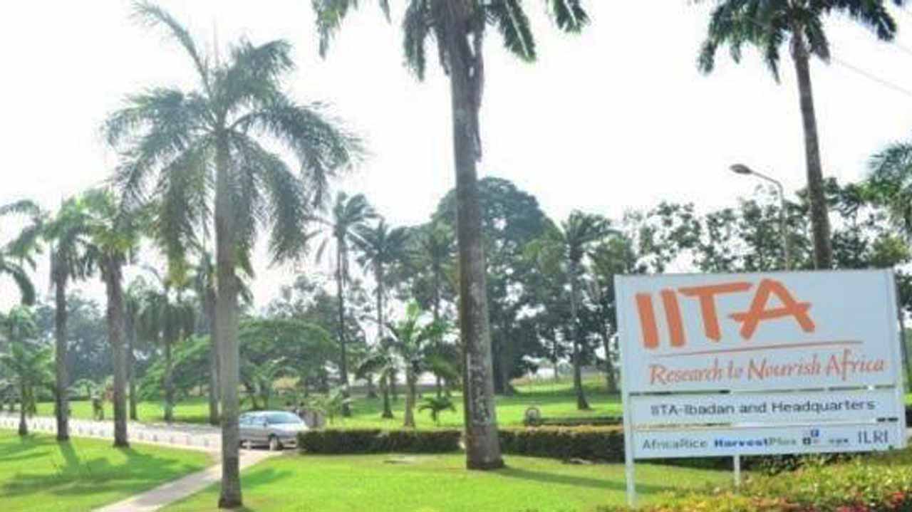 IITA Is Recruiting For 4 Positions In Ibadan (See How To Apply)